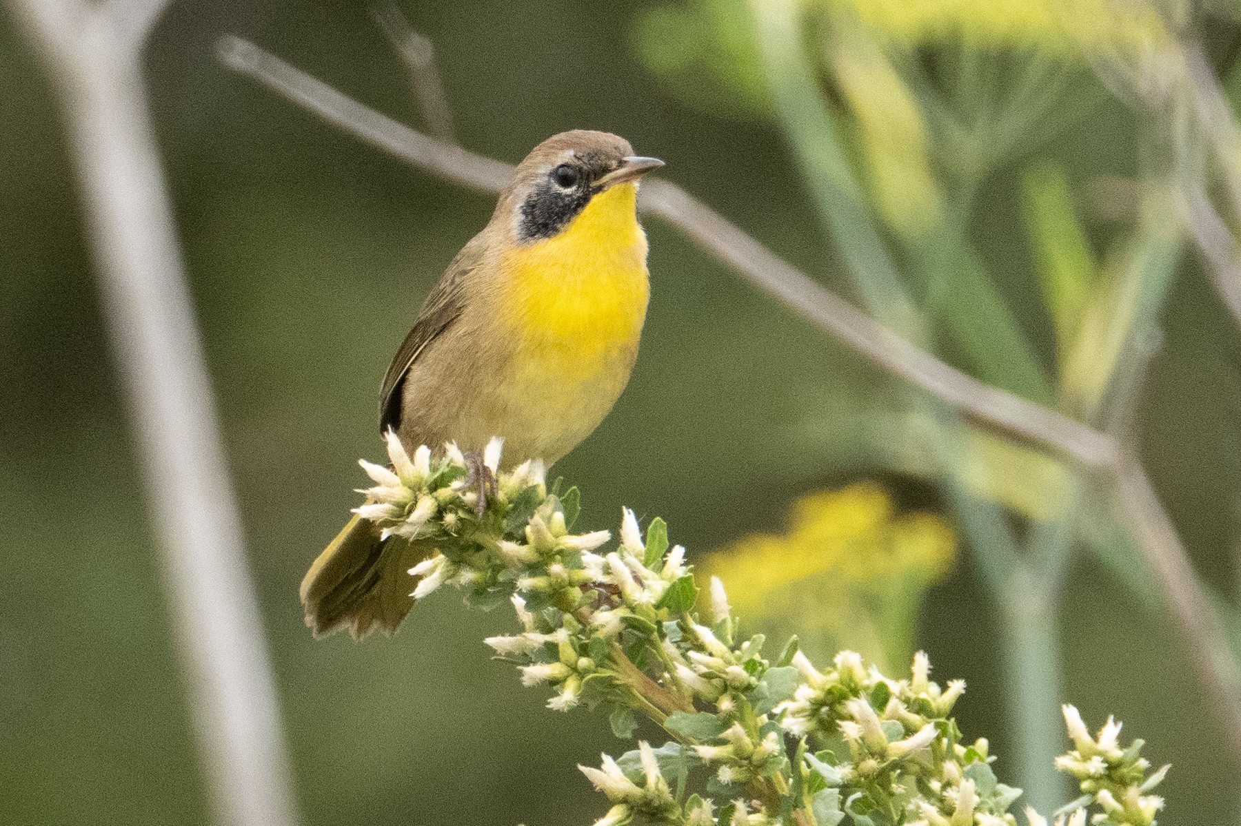 Common Yellowthroat (arizela Group) - eBird