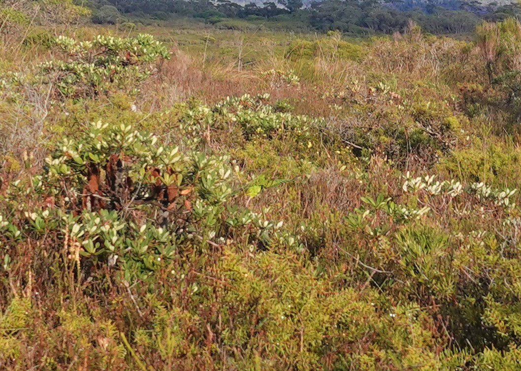 eBird Checklist - 28 Aug 2022 - Barren Grounds Nature Reserve - 20 species