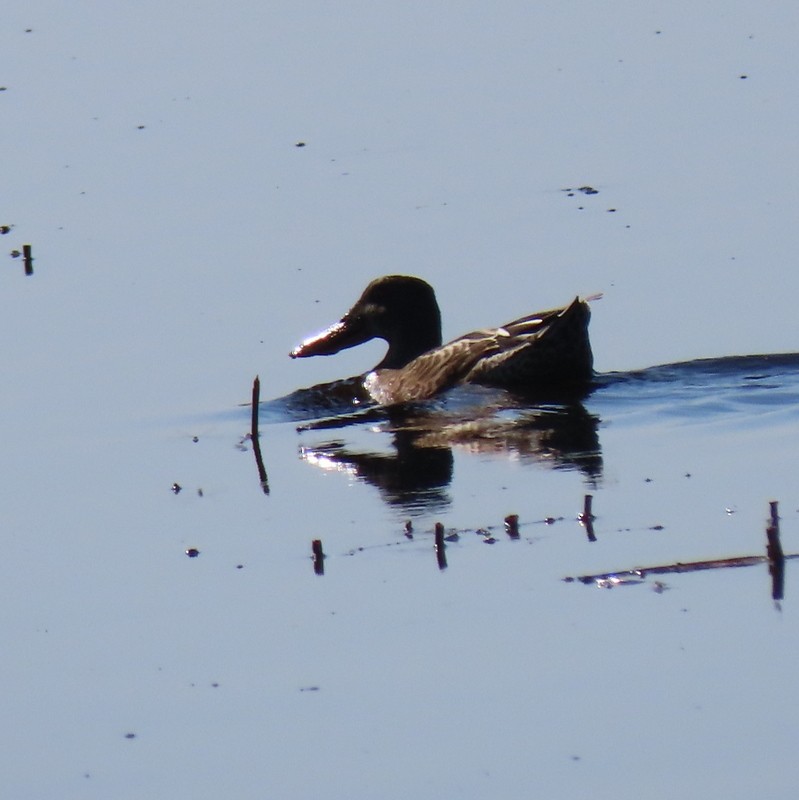 eBird Checklist - 29 Aug 2022 - Staten Island - 17 species