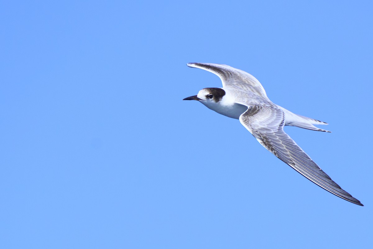 eBird Taiwan Checklist - 19 Aug 2022 - 宜蘭--南方澳-東澳-南澳海域(Yilan--Nanfang ...