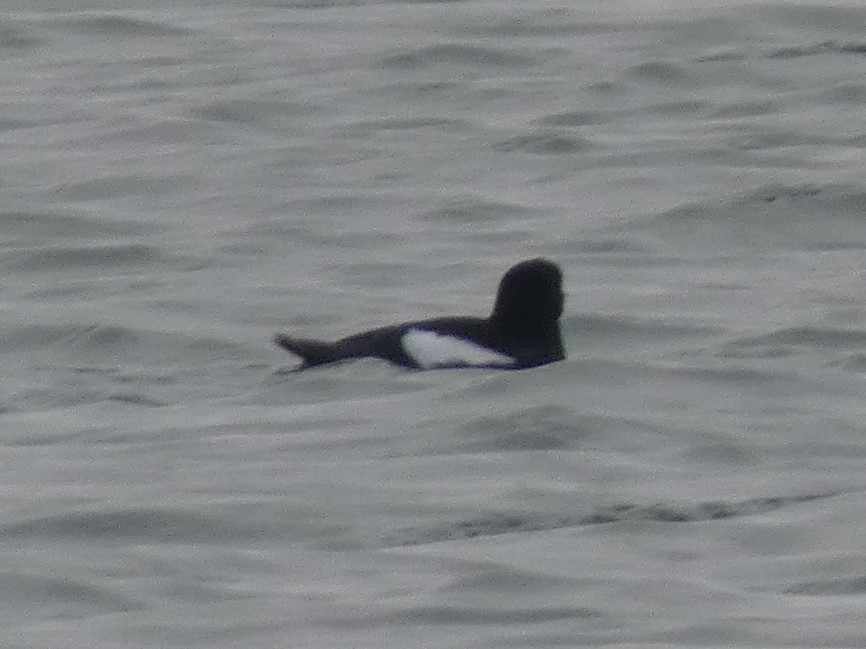 eBird Checklist - 29 Aug 2022 - Qikiqtaruk--Pauline Cove/Simpson Point ...