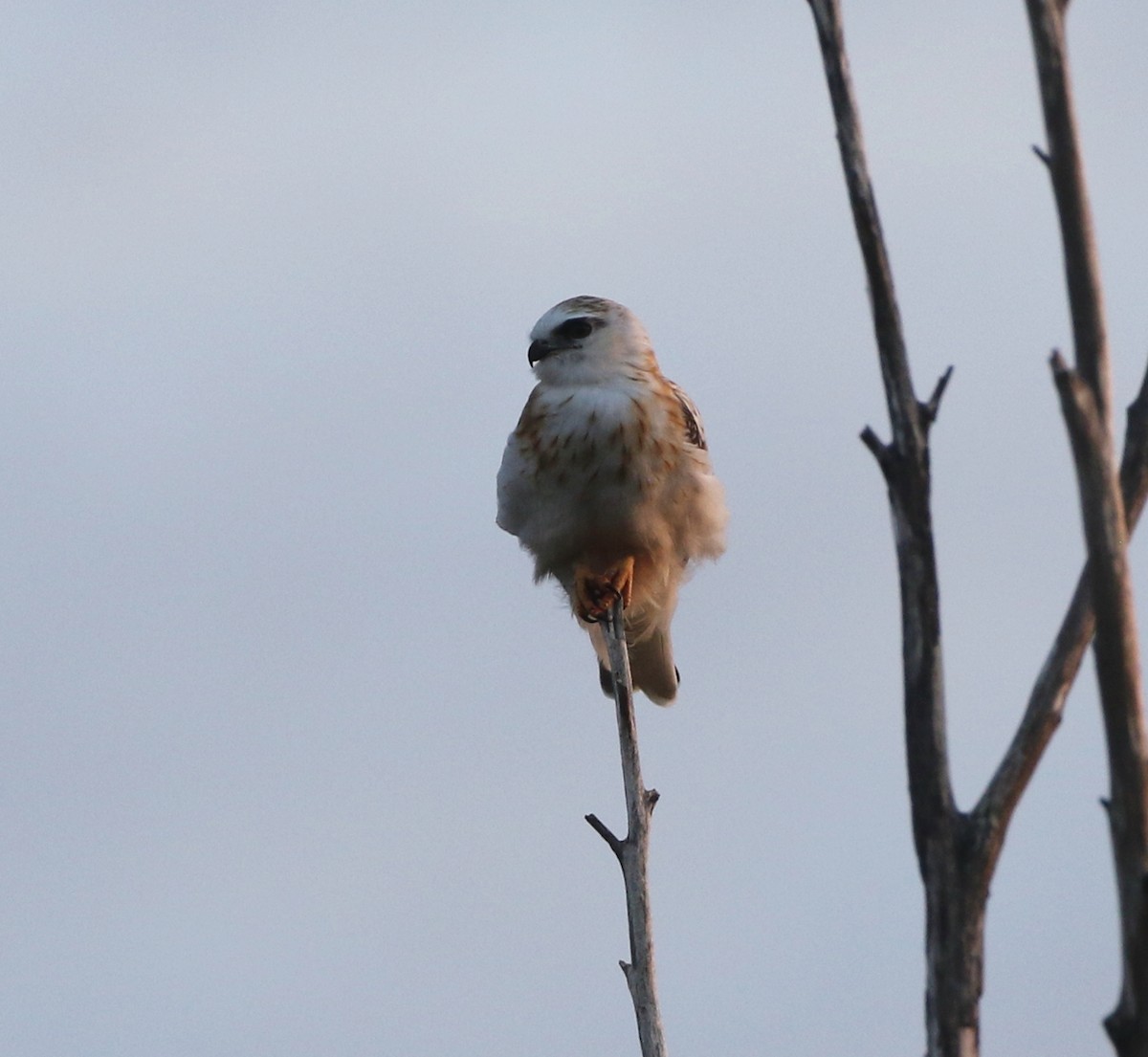 eBird Checklist - 28 Aug 2022 - Beecroft Weapons Range - 9 species