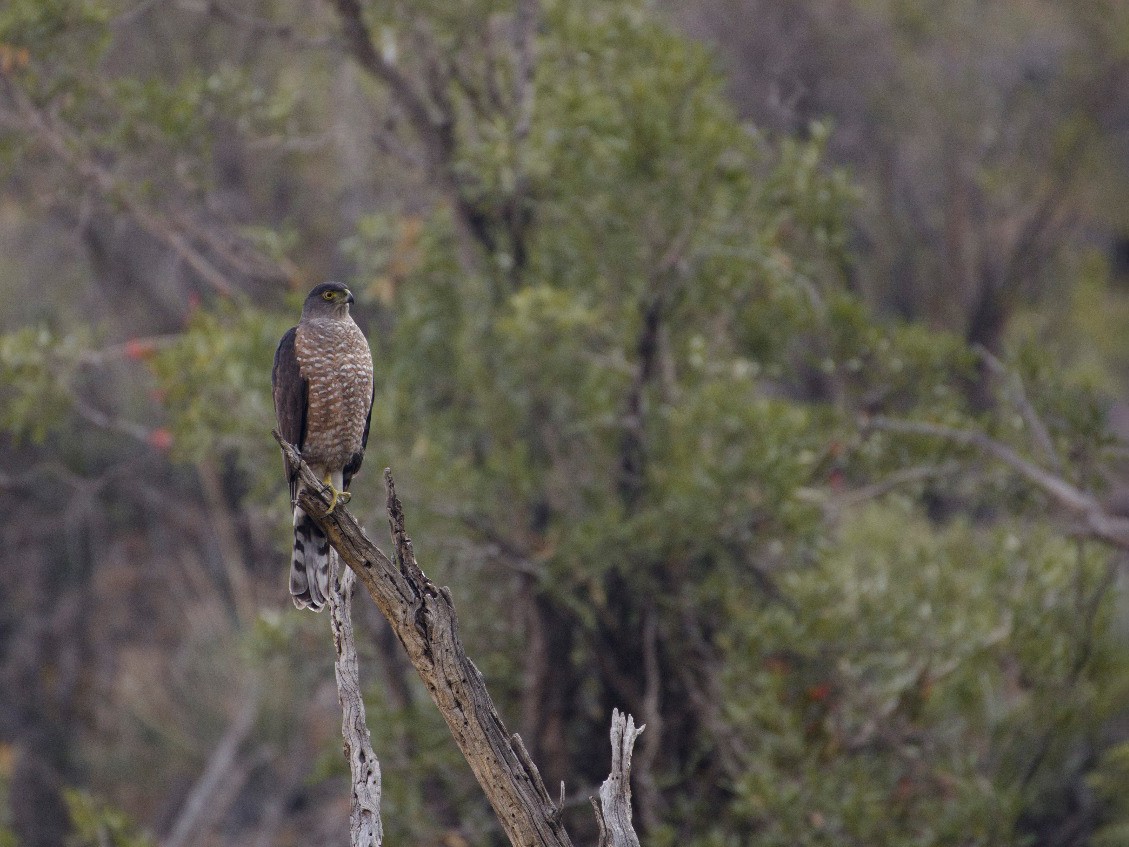 Chilean Hawk - eBird
