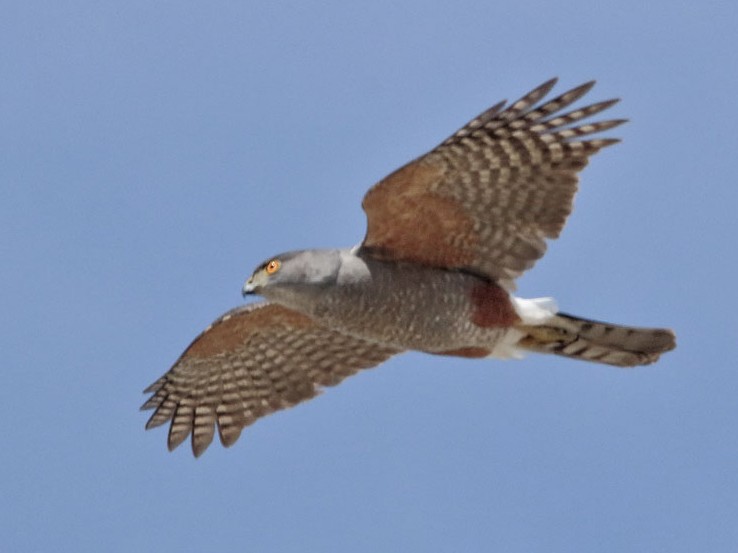 Gavilán Chileno - eBird