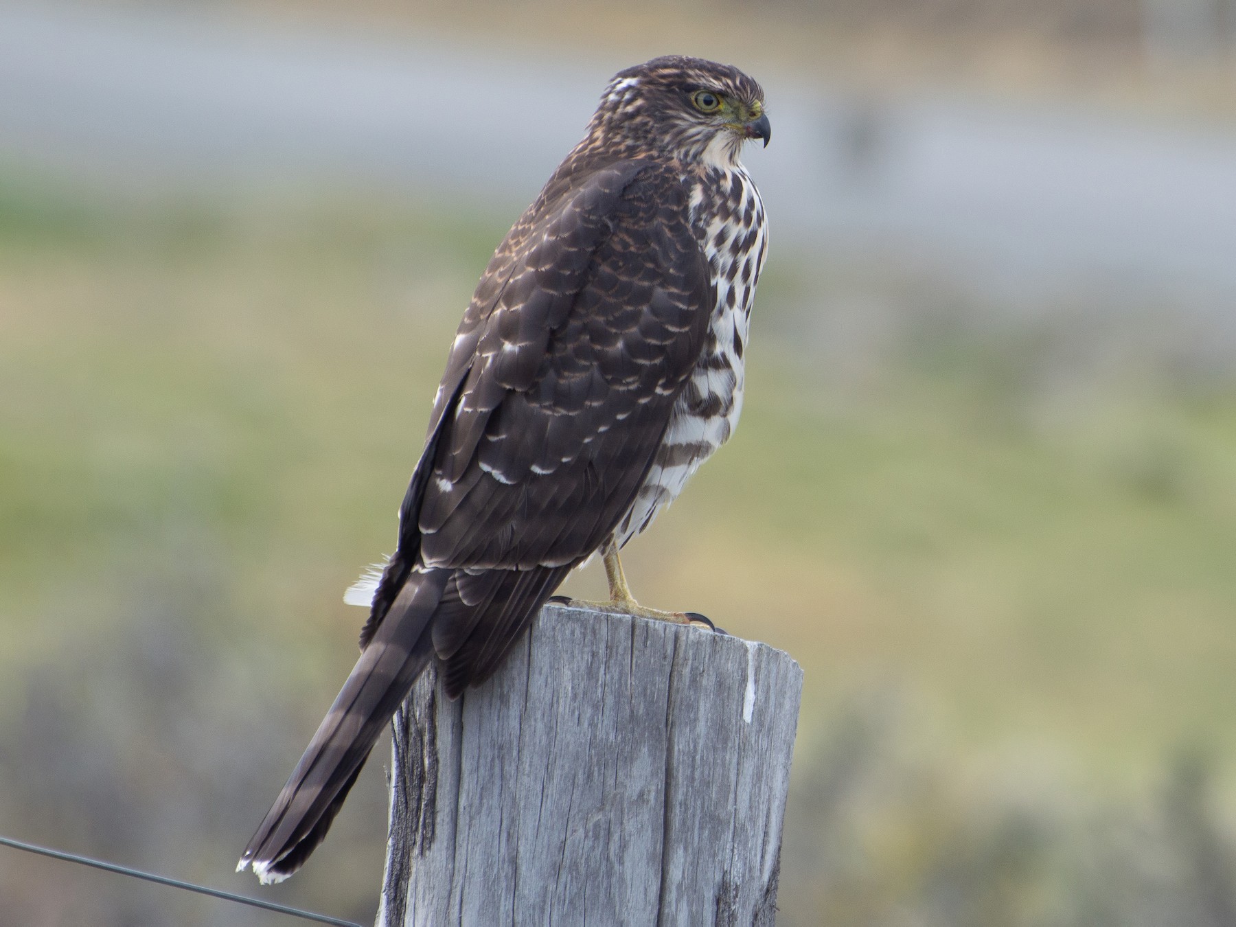 Chilean Hawk - eBird