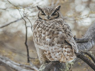 Lesser Horned Owl - eBird