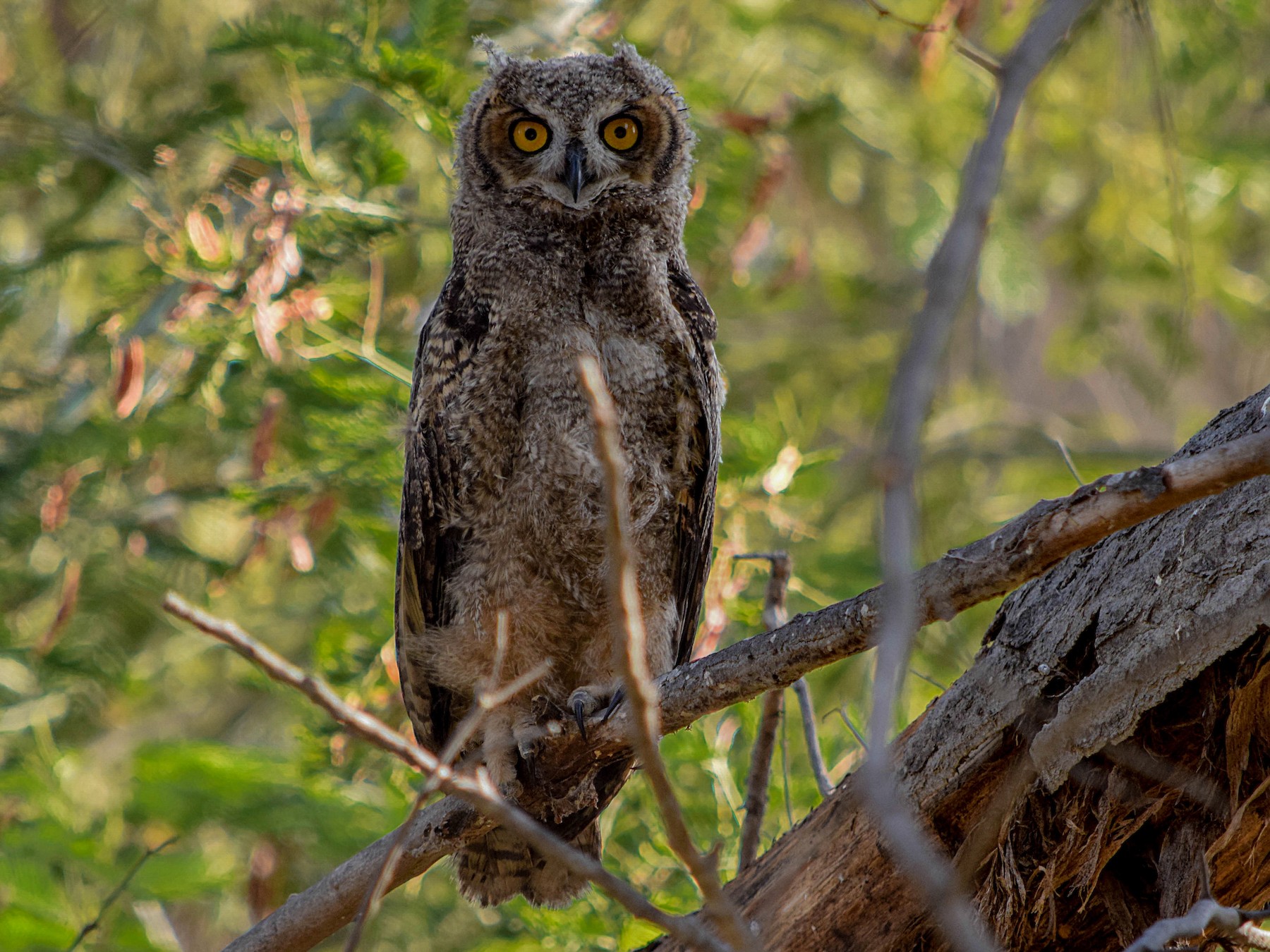 výr magellanský - eBird