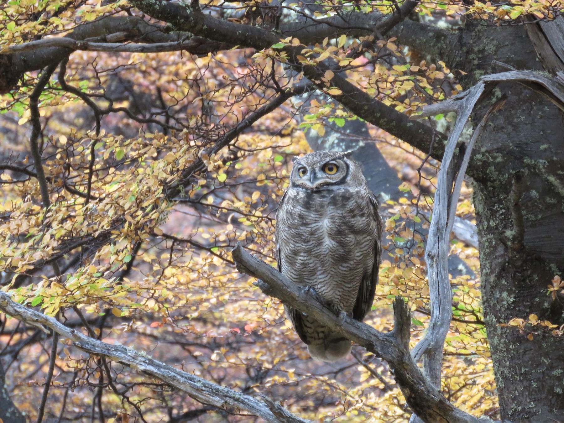 Lesser Horned Owl - eBird