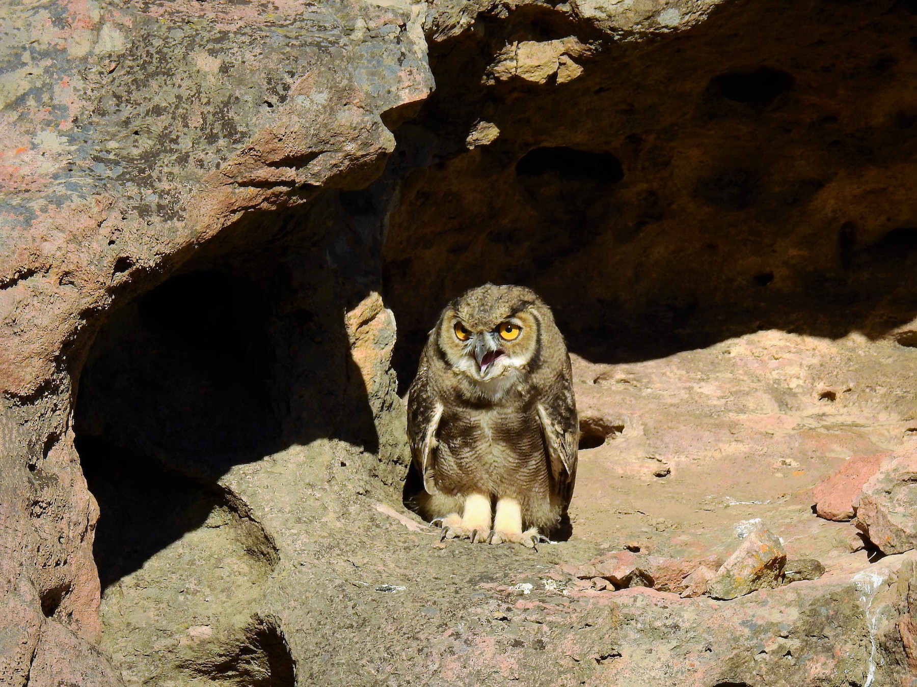 Búho Magallánico - eBird