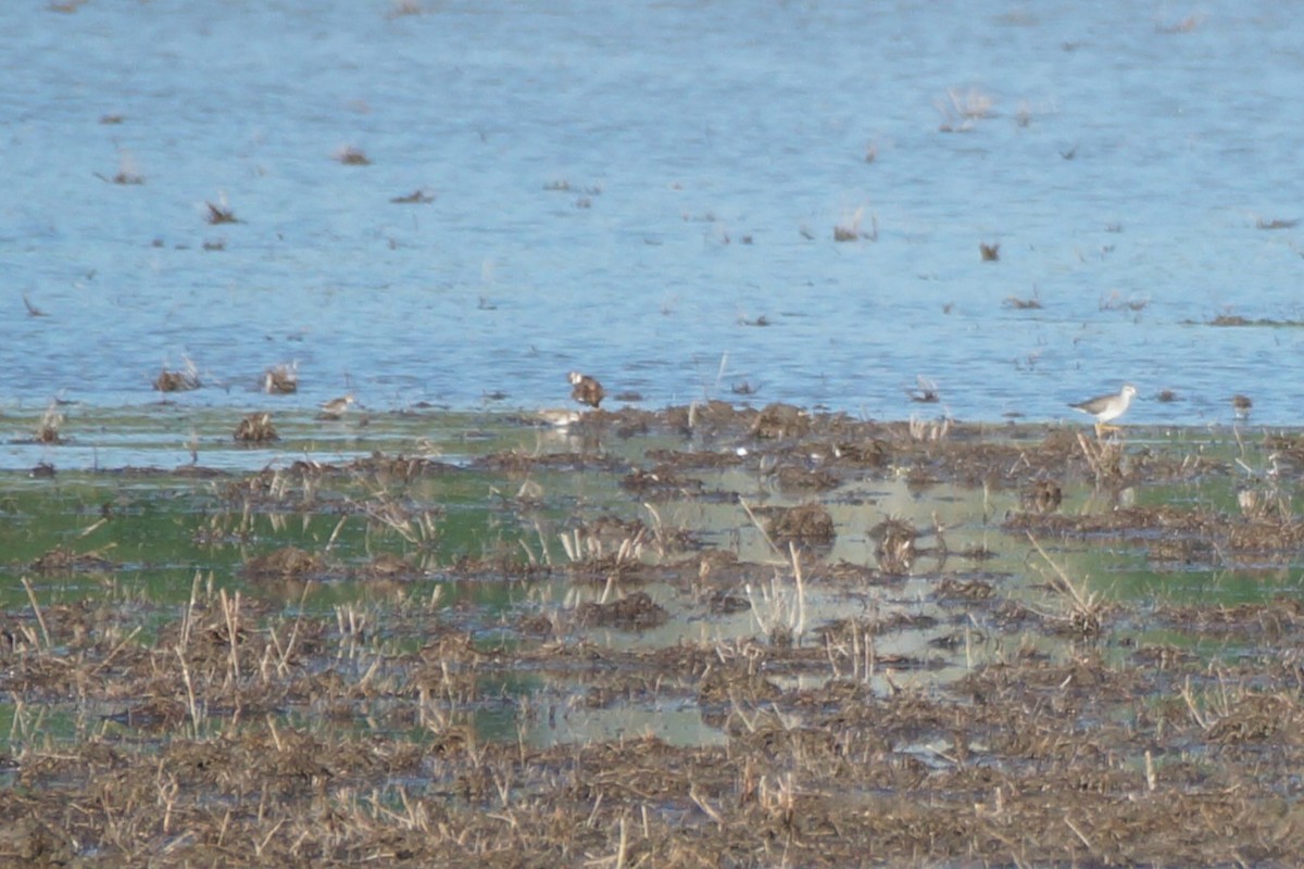 eBird Checklist - 30 Aug 2022 - Shiawassee NWR--Wildlife Drive - 59 ...