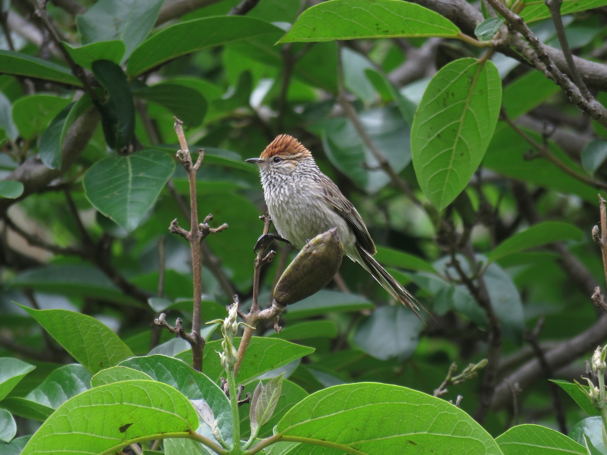 Rusty-crowned Tit-Spinetail - Leptasthenura pileata - Birds of the World