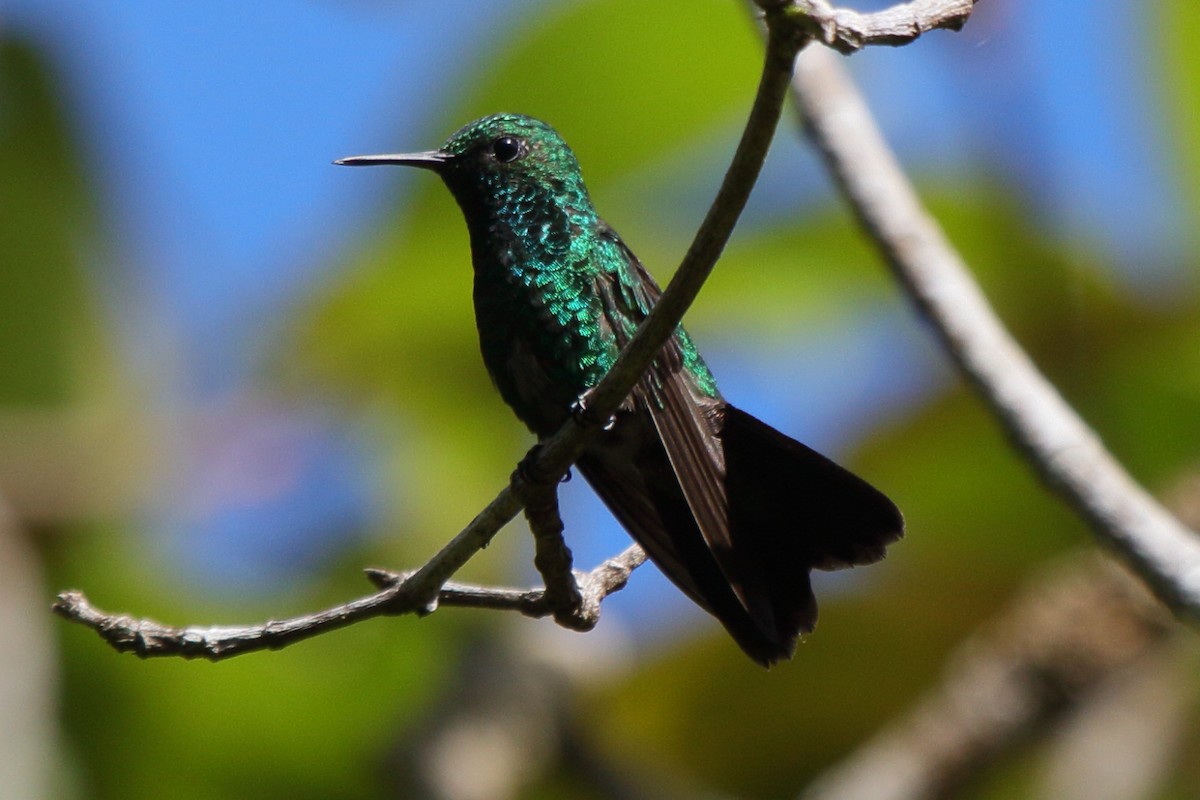 eBird Checklist - 15 Jun 2014 - Parque Nacional Coiba - 37 species