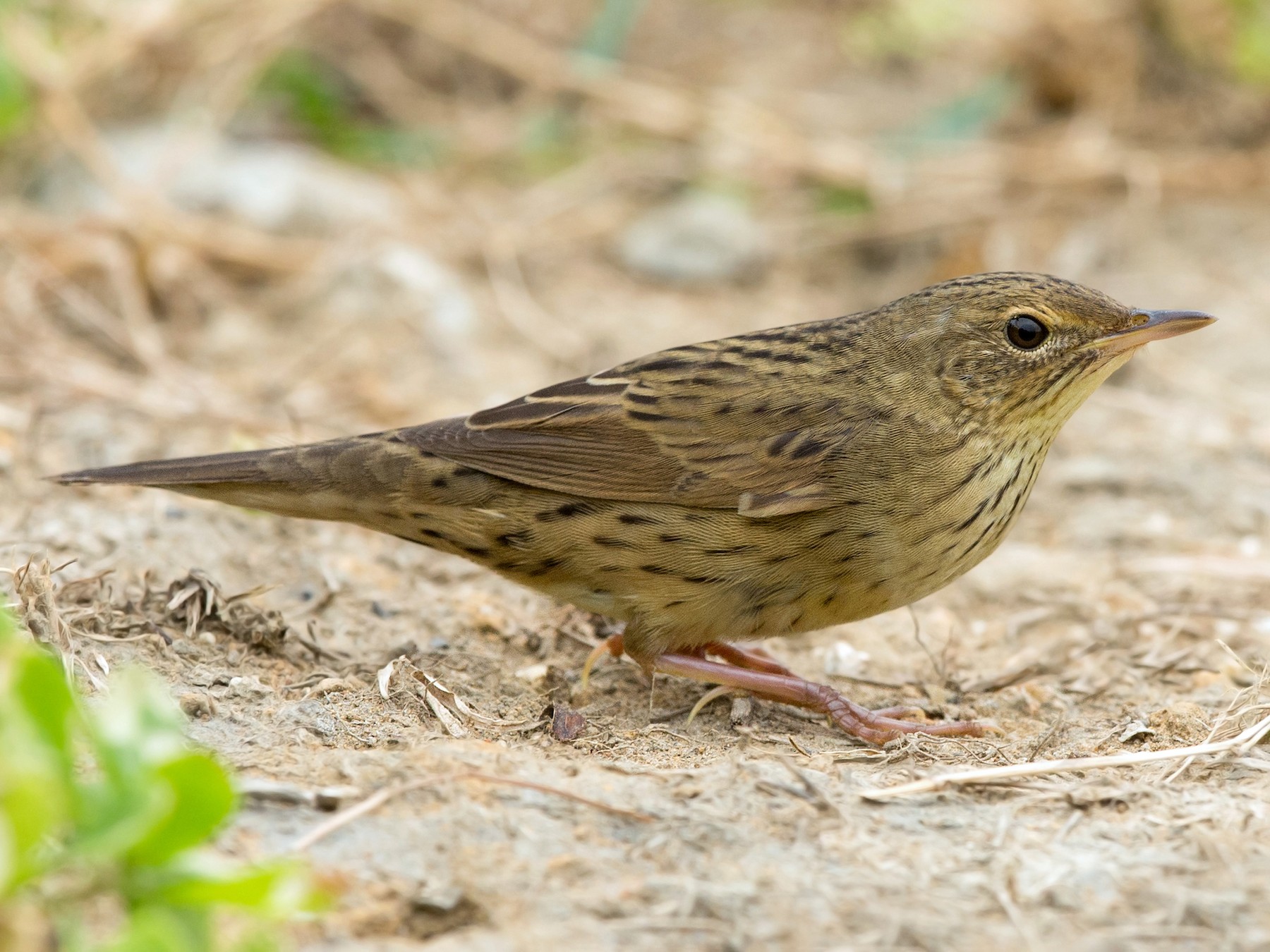 Locustelle lancéolée - eBird
