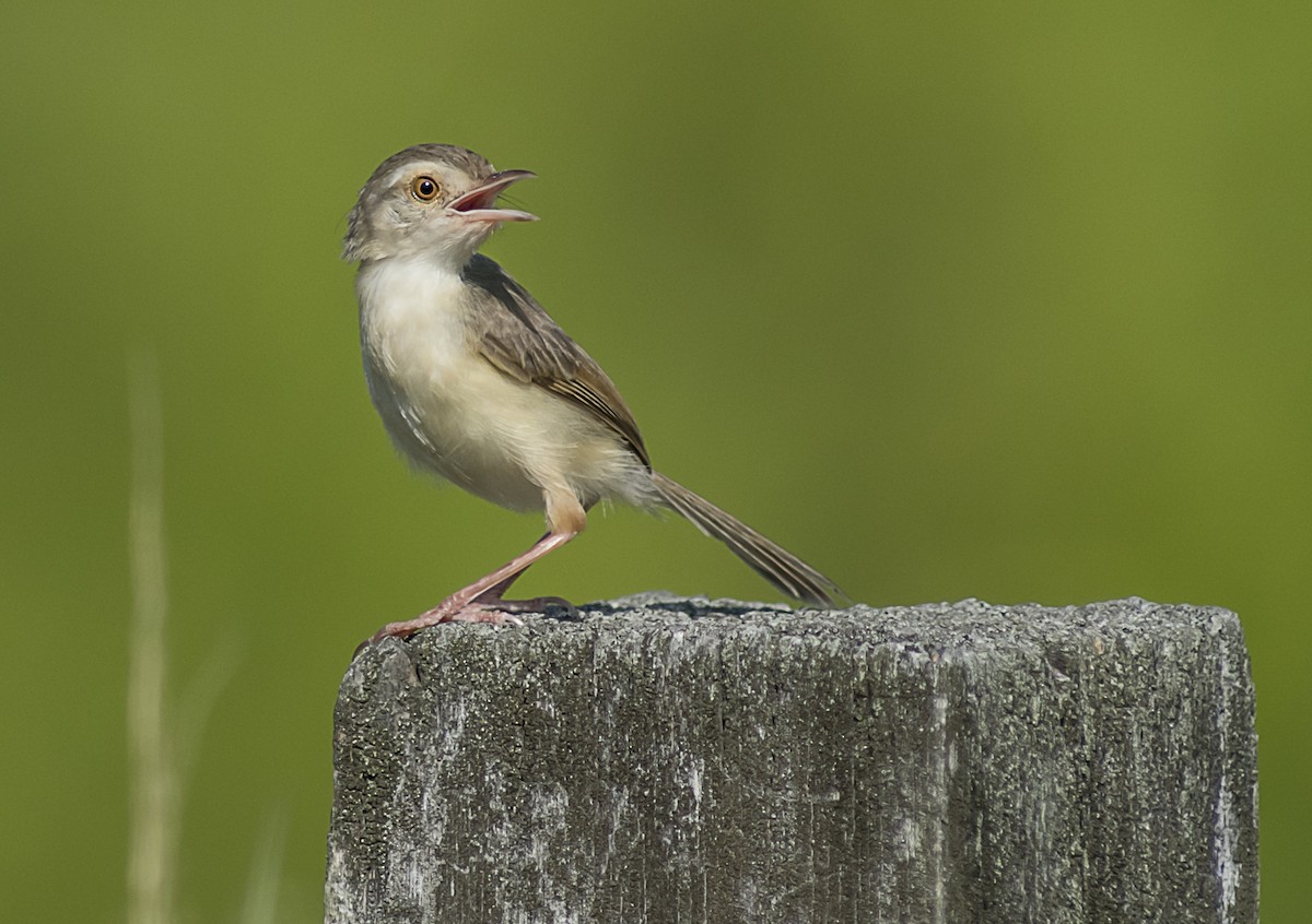 2022 eBird九月挑戰 - eBird Taiwan