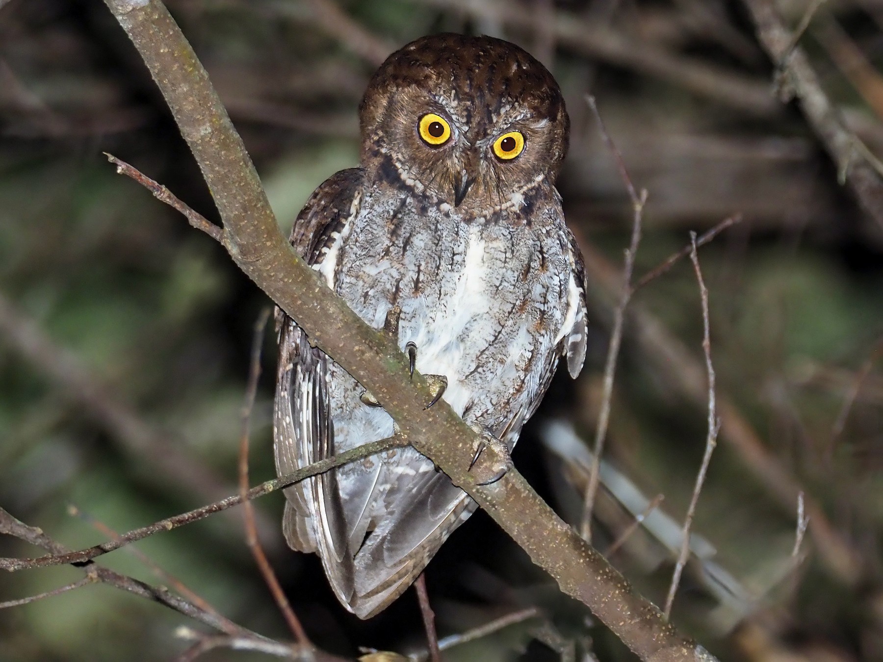 Banggai Scops Owl - eBird
