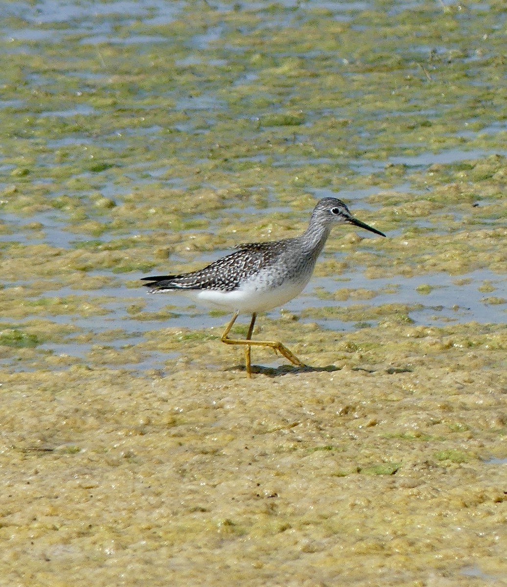 eBird Checklist - 26 Aug 2022 - Weed Lake--East Viewpoint (Township Rd ...