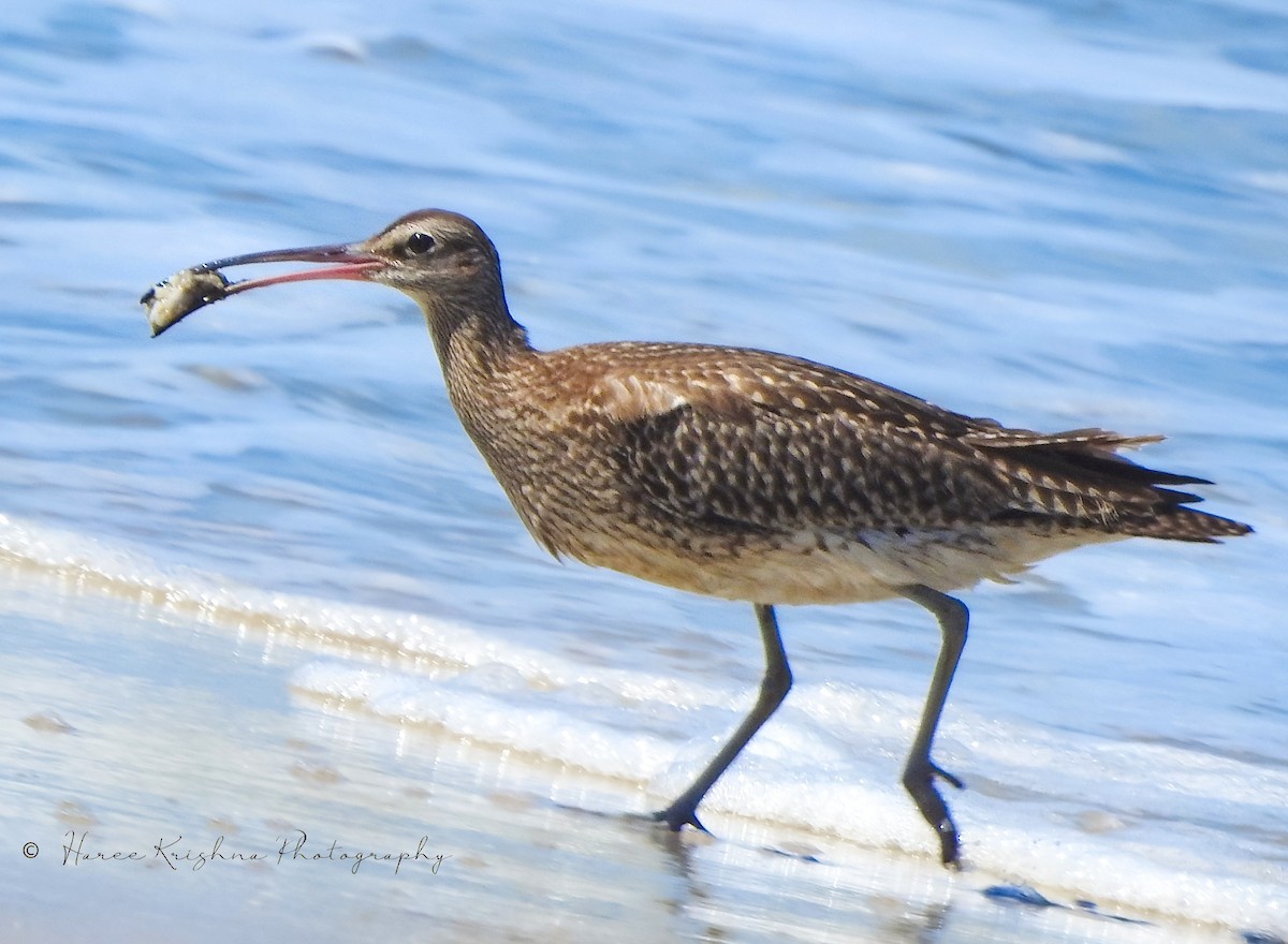 eBird Checklist - 28 Aug 2022 - Paravoor beach - 6 species
