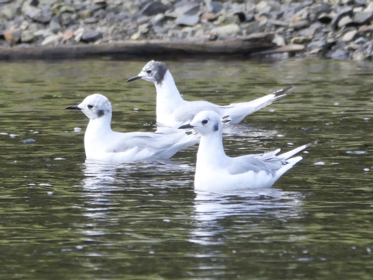 eBird Checklist - 23 Aug 2022 - Pleasant Bay, Admiralty Island 57.63734 ...