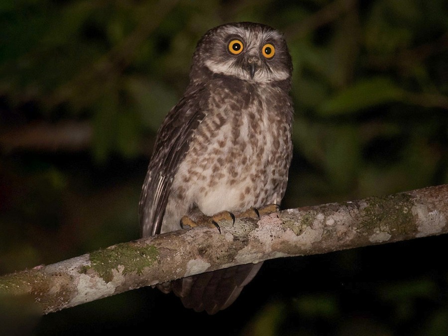 Ninox de las Salomón Occidentales (granti) - eBird