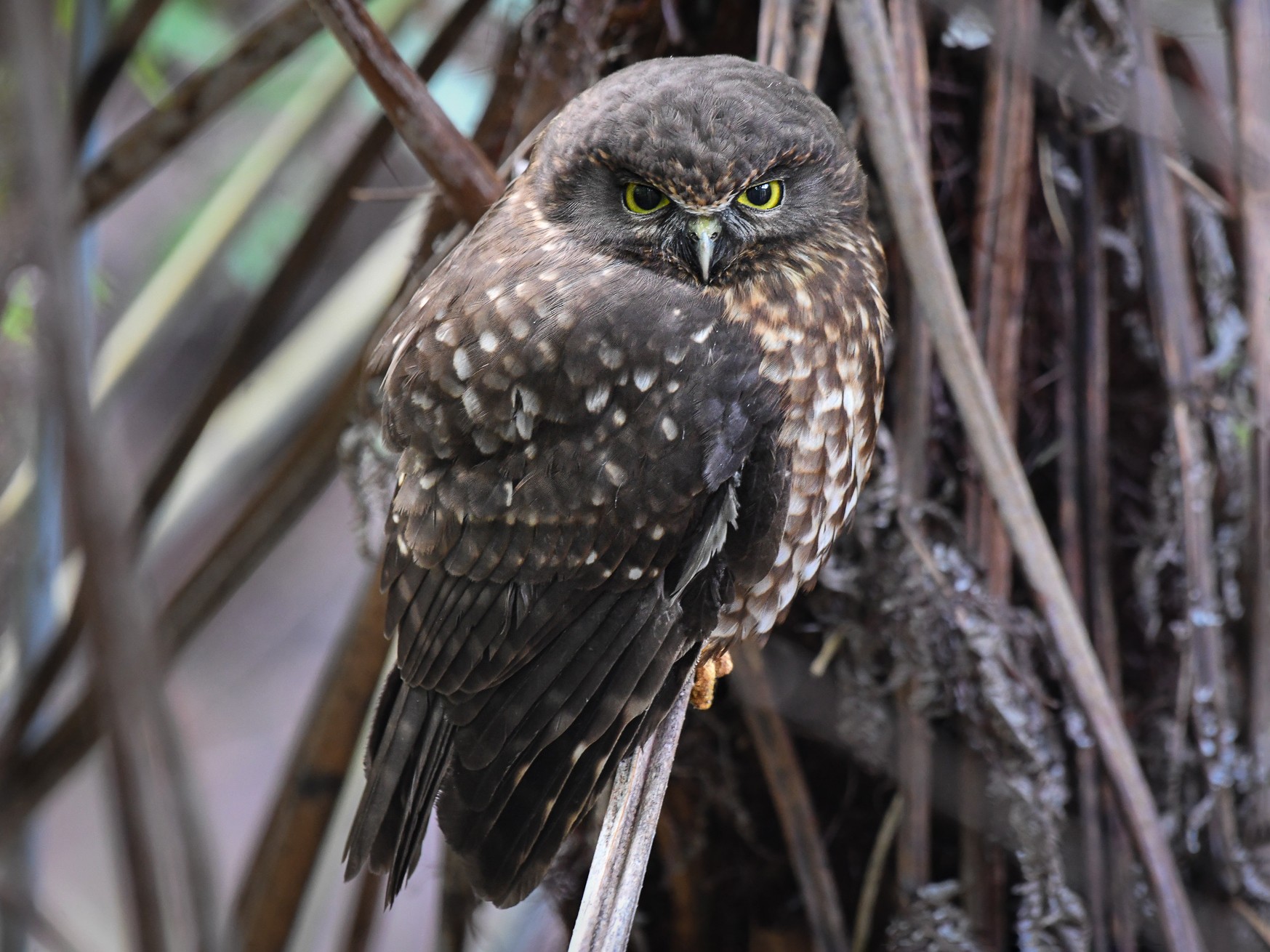 Morepork - eBird
