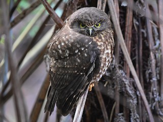 Morepork - eBird