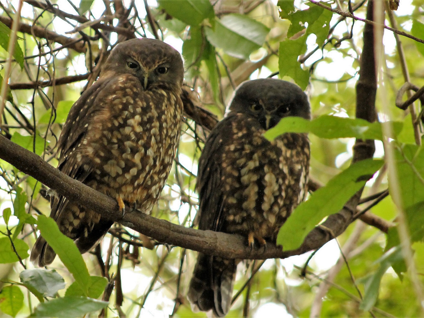 Morepork - eBird