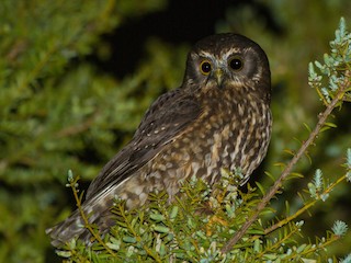 Morepork - eBird
