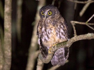 Morepork - eBird