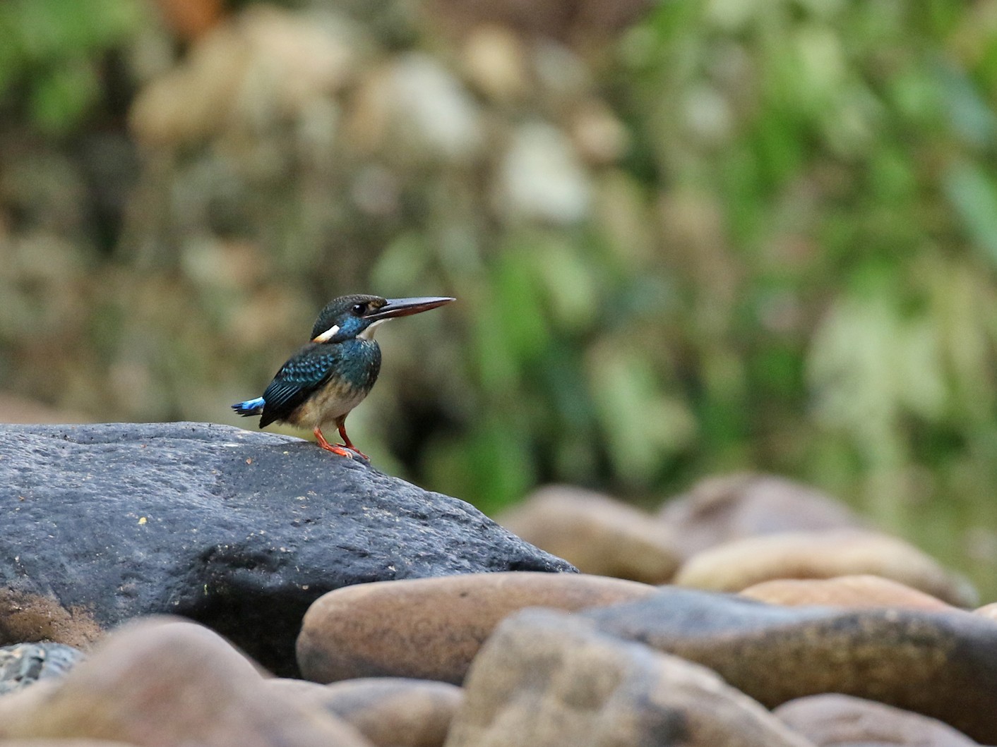 Malaysian Blue-banded Kingfisher - eBird