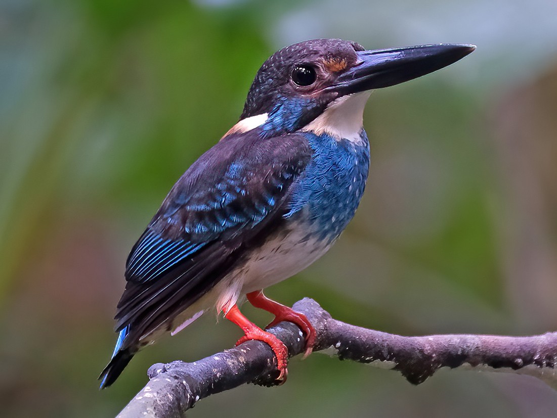 Malaysian Blue-banded Kingfisher - eBird