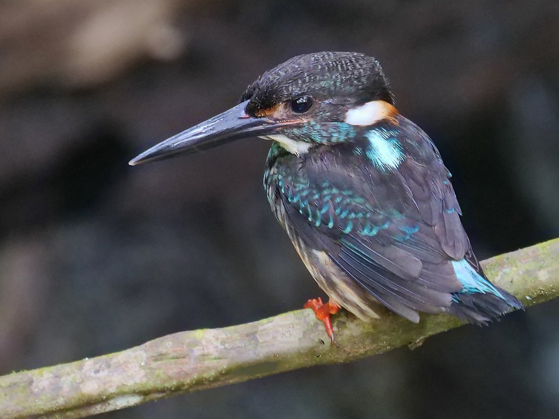 Malaysian Blue-banded Kingfisher - eBird