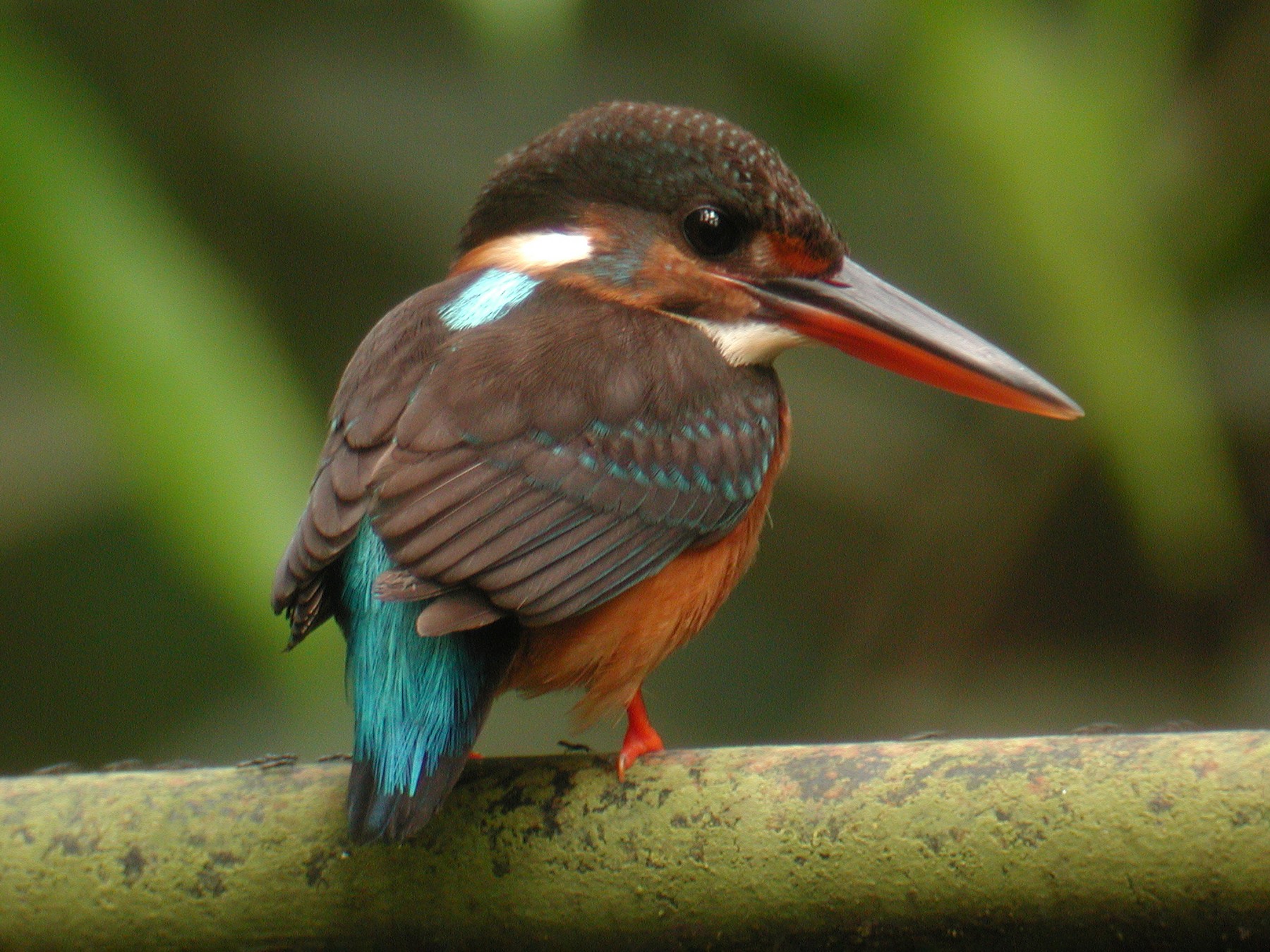 Malaysian Blue-banded Kingfisher - eBird