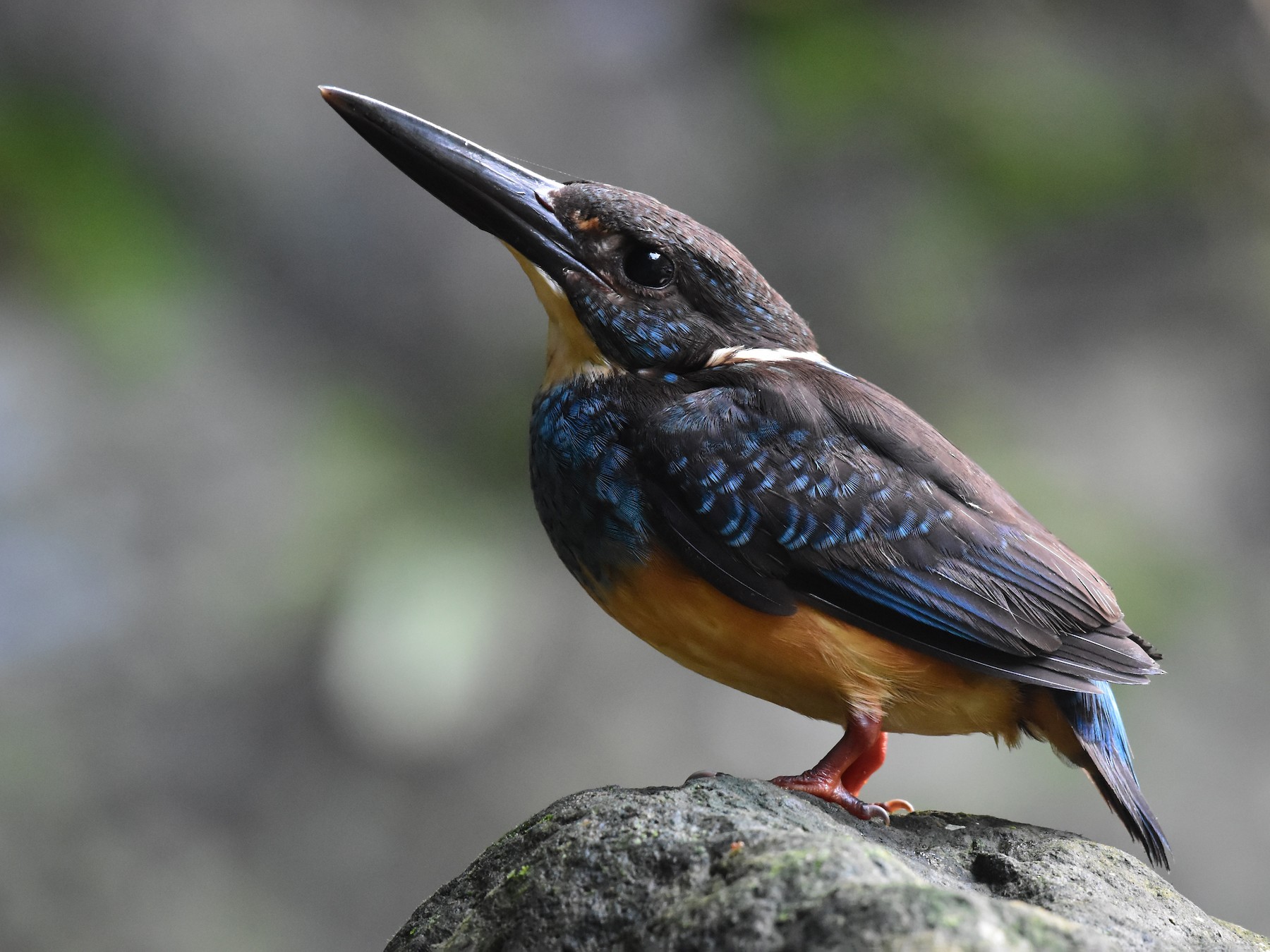 Javan Blue-banded Kingfisher - eBird