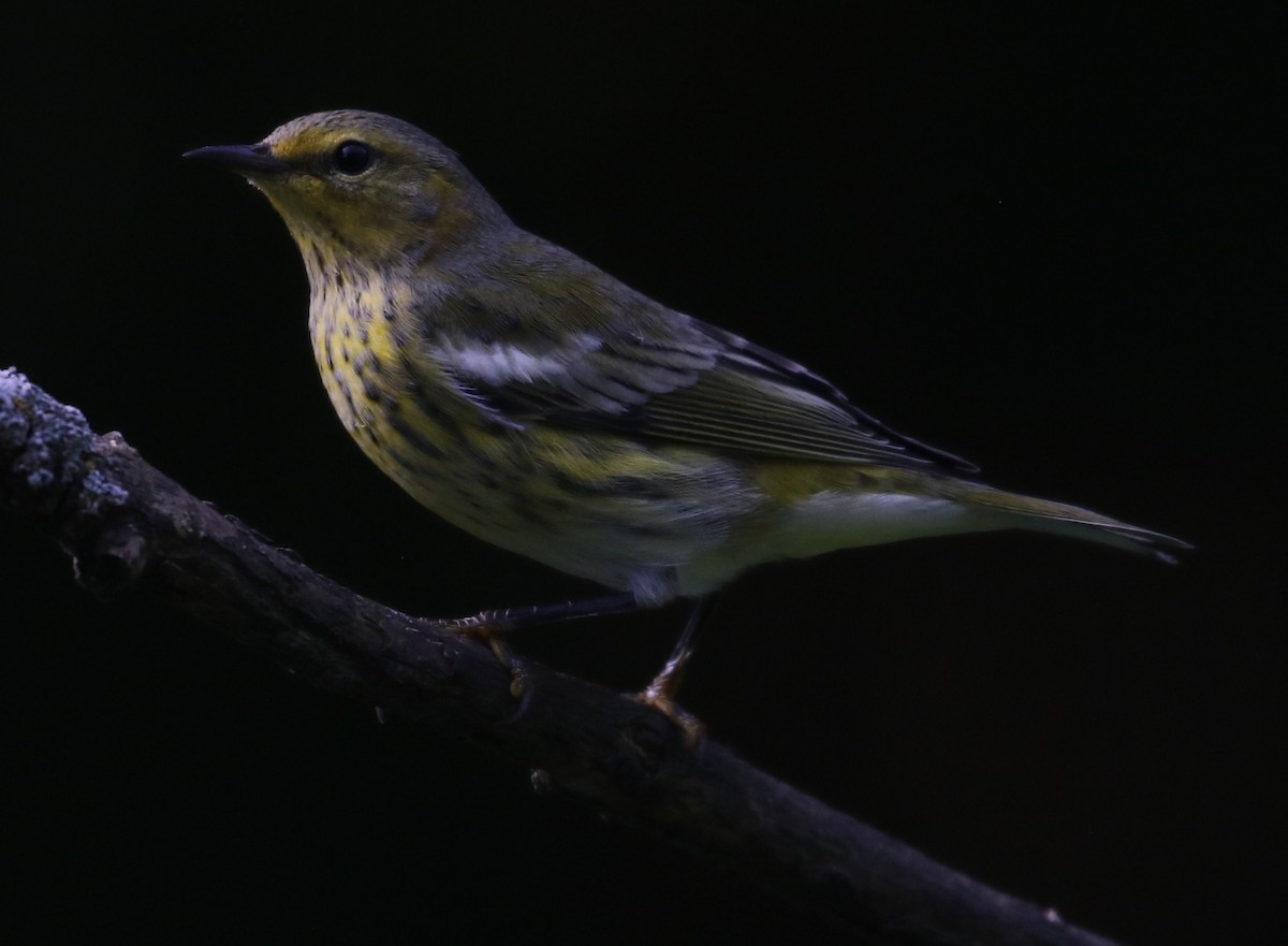 eBird Checklist - 28 Aug 2022 - Coons Farms (restricted access) - 9 species