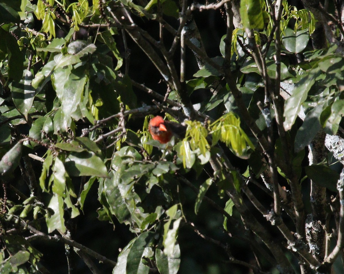 ML479981791 - Red-headed Weaver - Macaulay Library