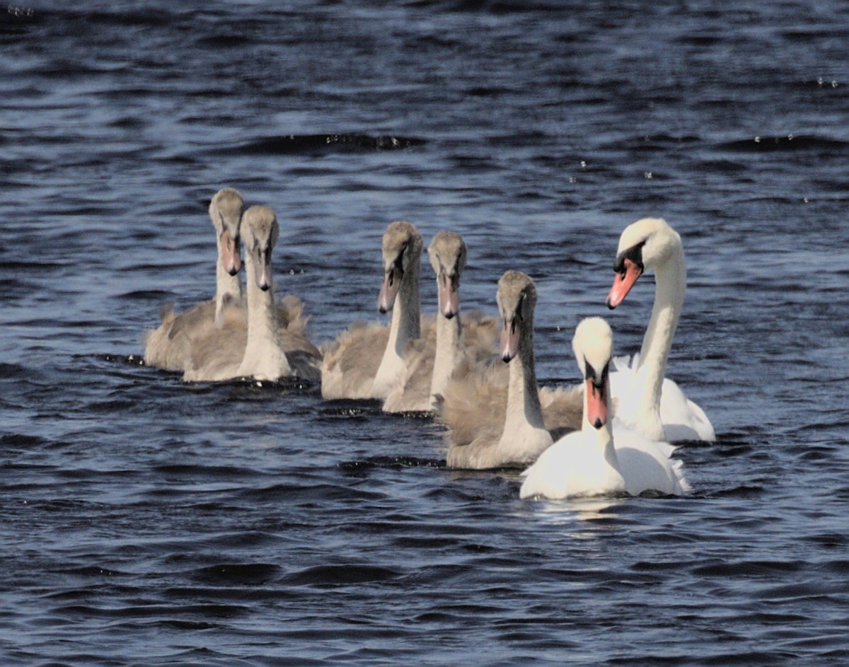 eBird Checklist - 31 Aug 2022 - Parker River NWR - 42 species