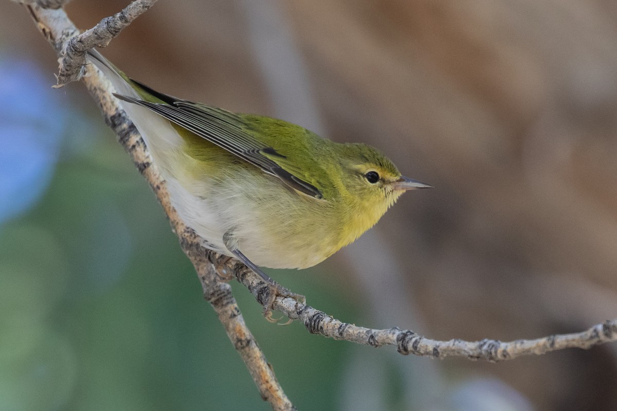 eBird Checklist - 31 Aug 2022 - Pilar - 40 species