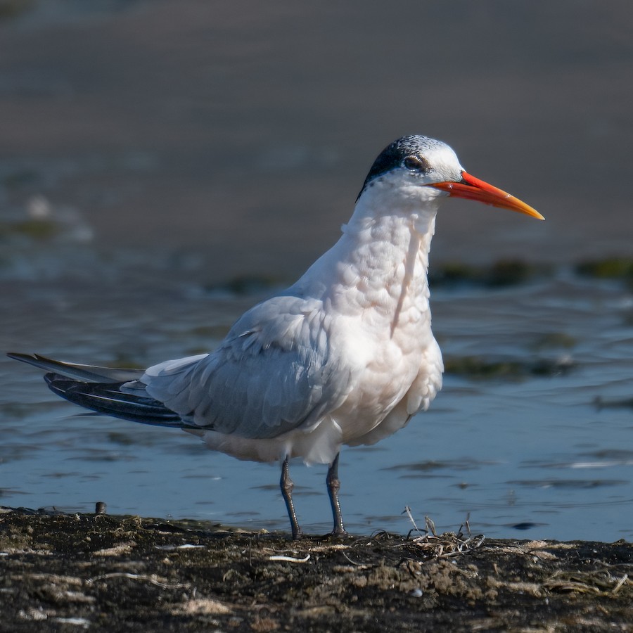 Elegant/Royal Tern - eBird
