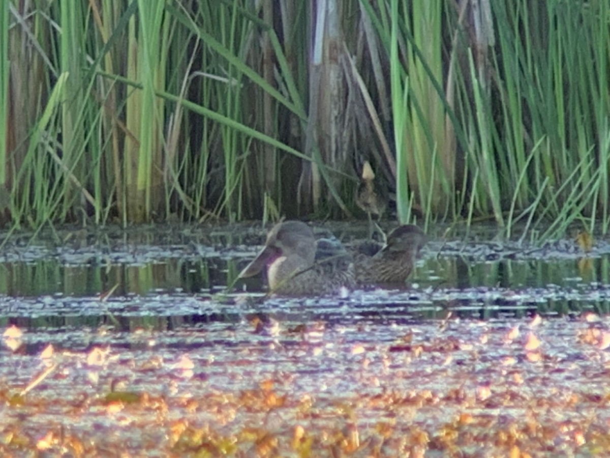 eBird Checklist - 31 Aug 2022 - Battelle Darby Creek Metro Park--Darby ...