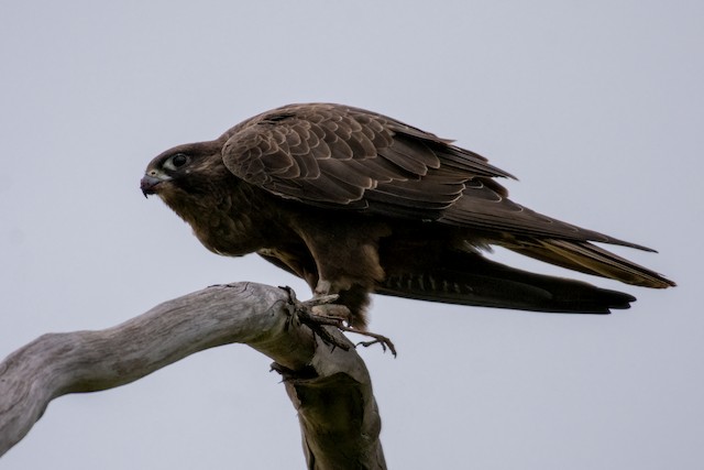 Black Falcon Bird
