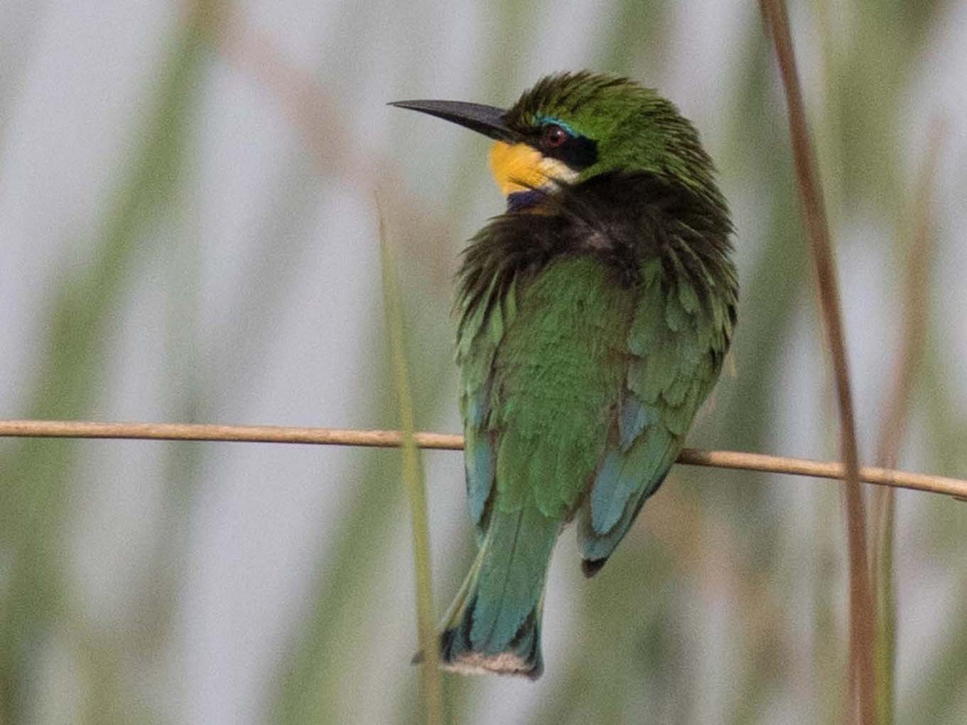Blue-breasted Bee-eater - eBird