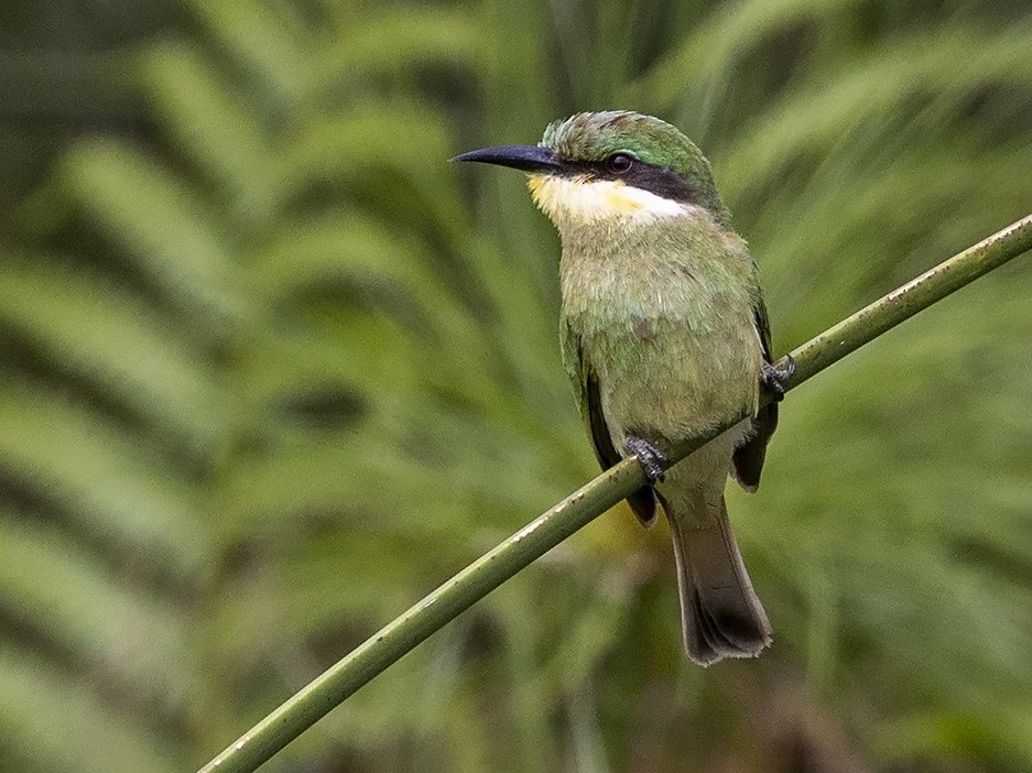 Blue-breasted Bee-eater - eBird