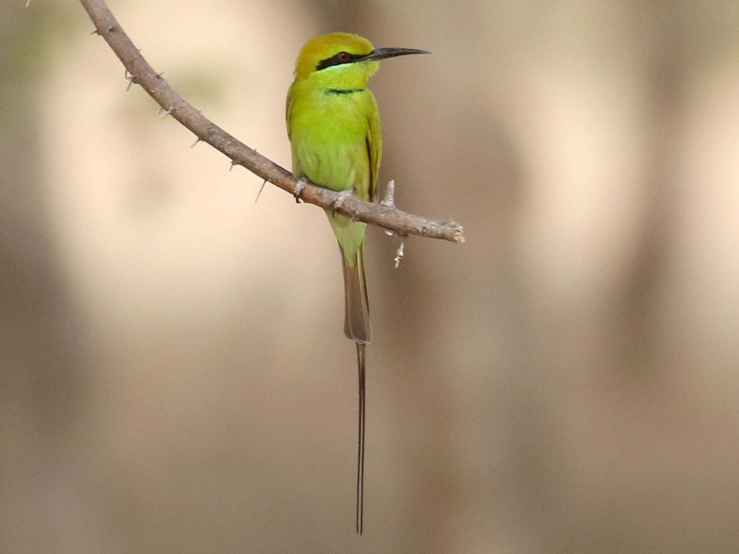 African Green Bee-eater - eBird