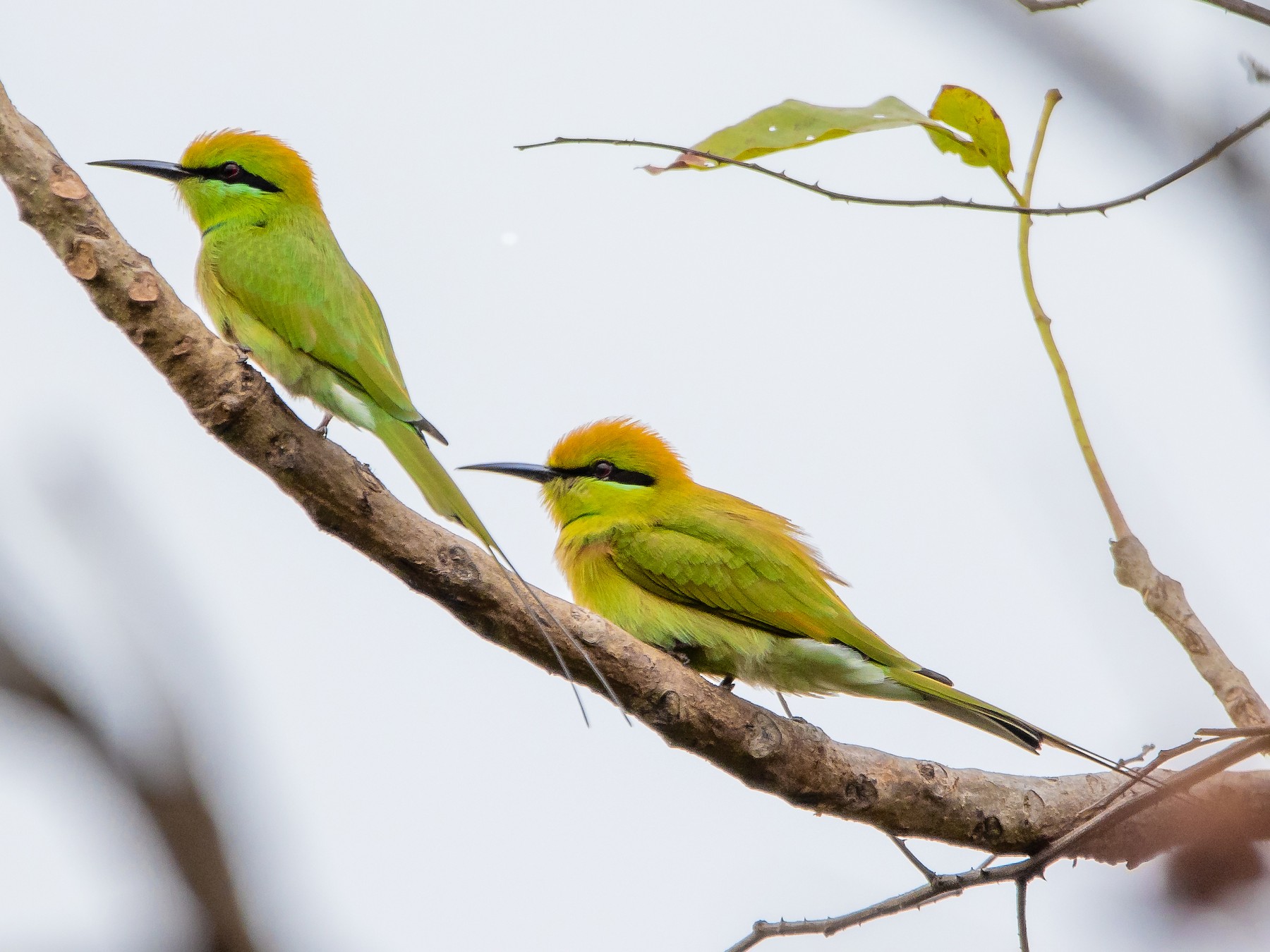 African Green Bee-eater - eBird