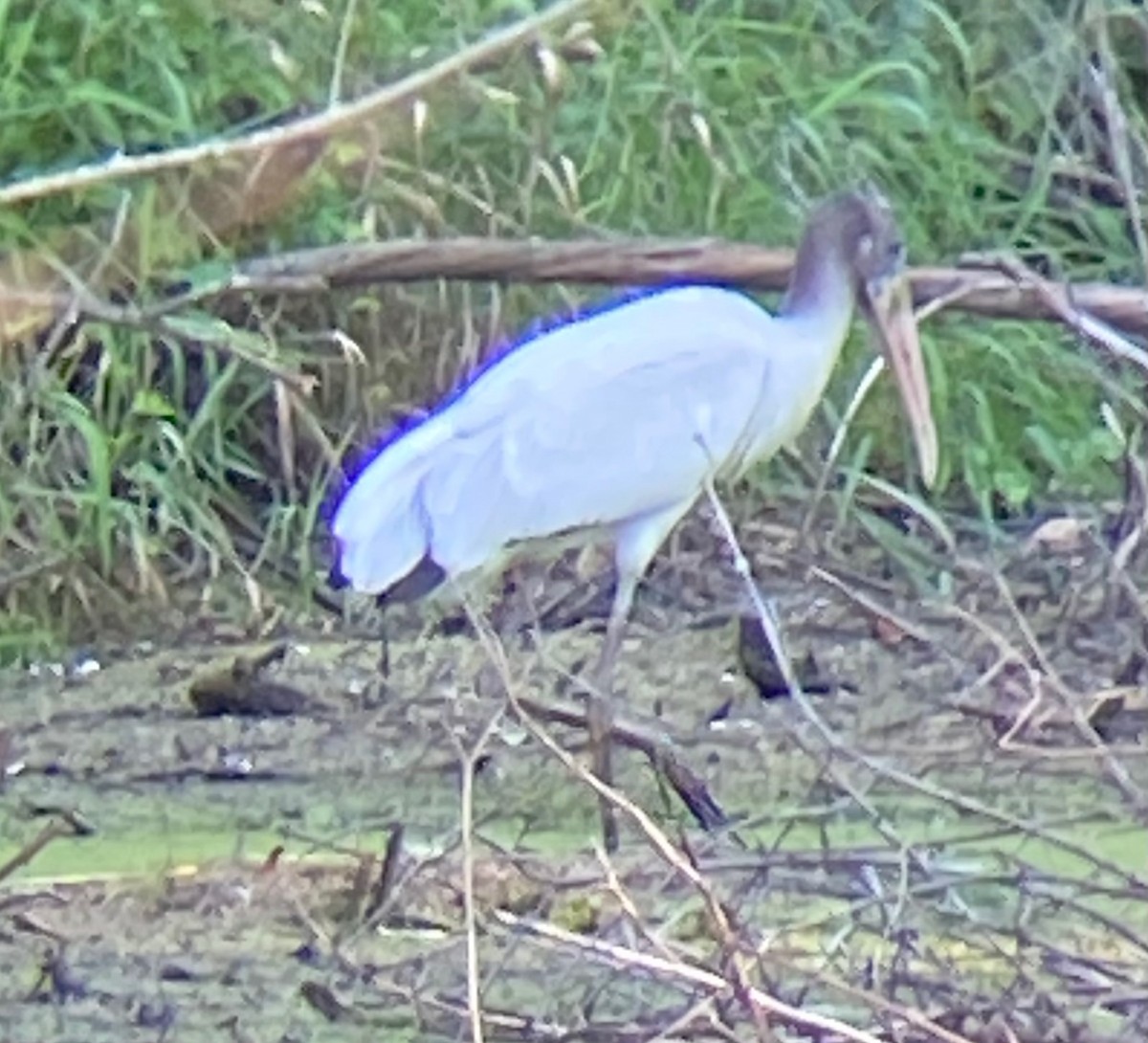 eBird Checklist - 31 Aug 2022 - Point Pelee National Park (general ...