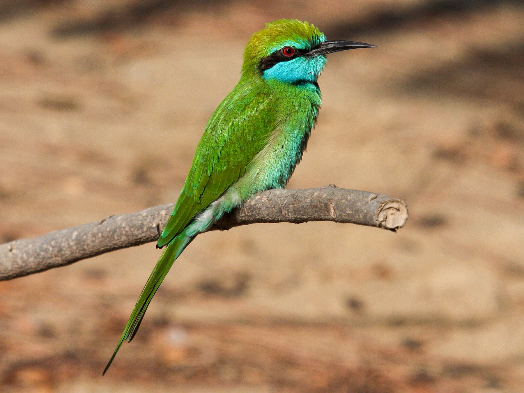 Green Bee Eater