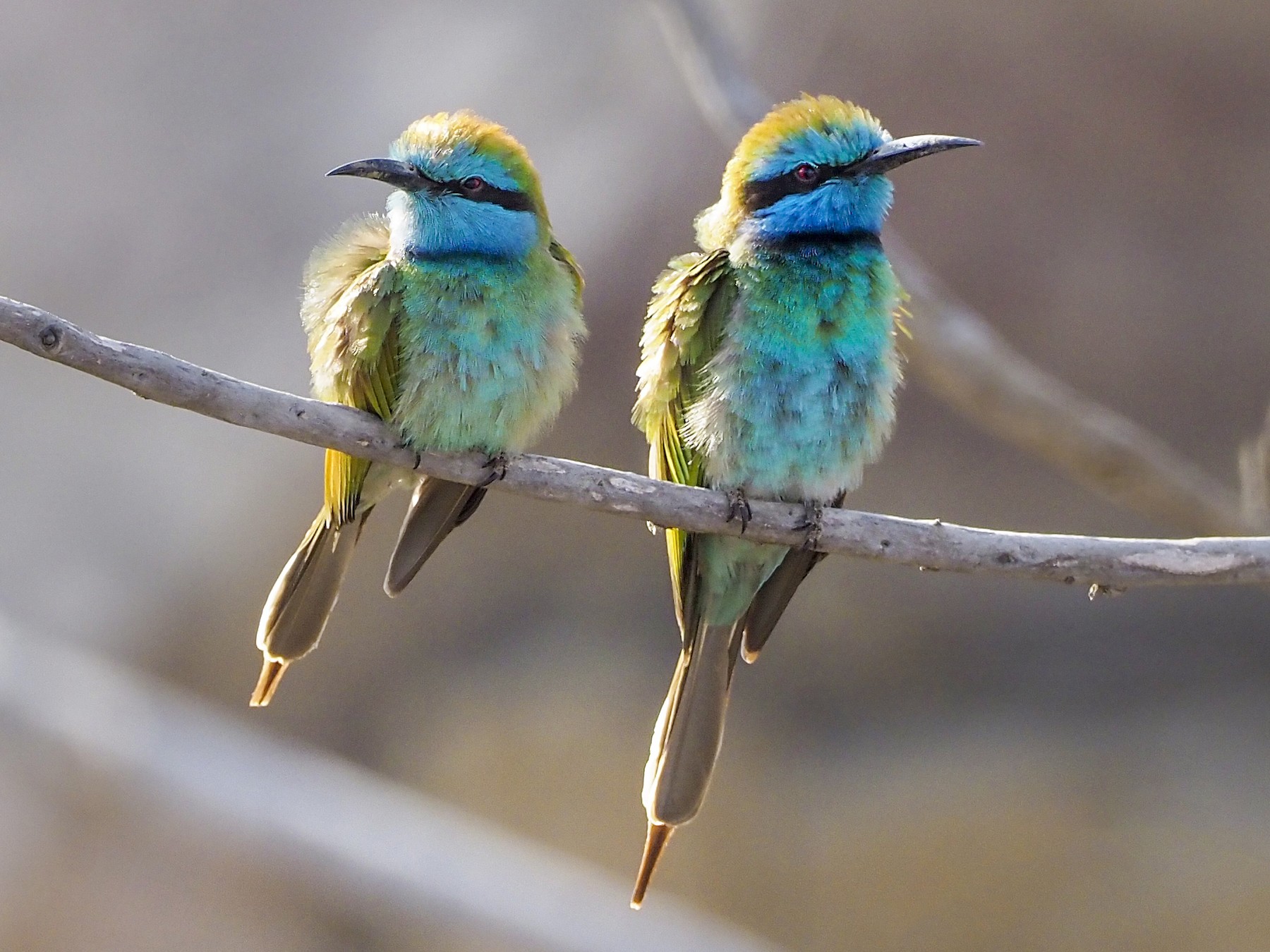 Arabian Green Bee-eater - eBird