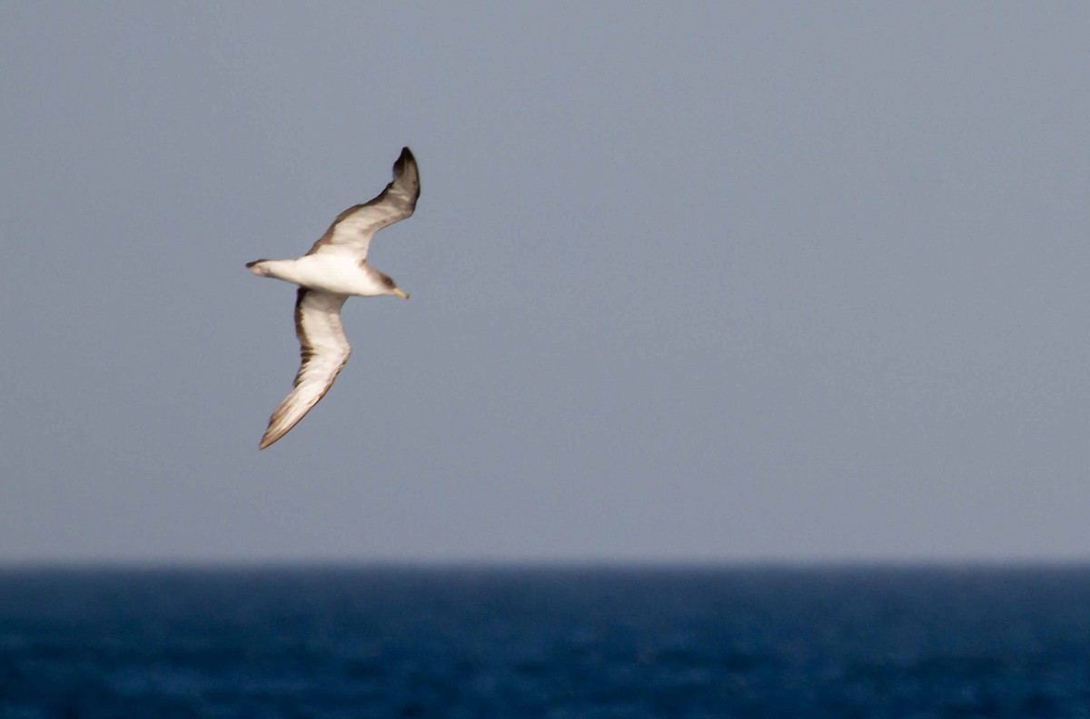 eBird Checklist - 27 Aug 2022 - Tarifa (offshore) - Banc de Tangier - 6 ...