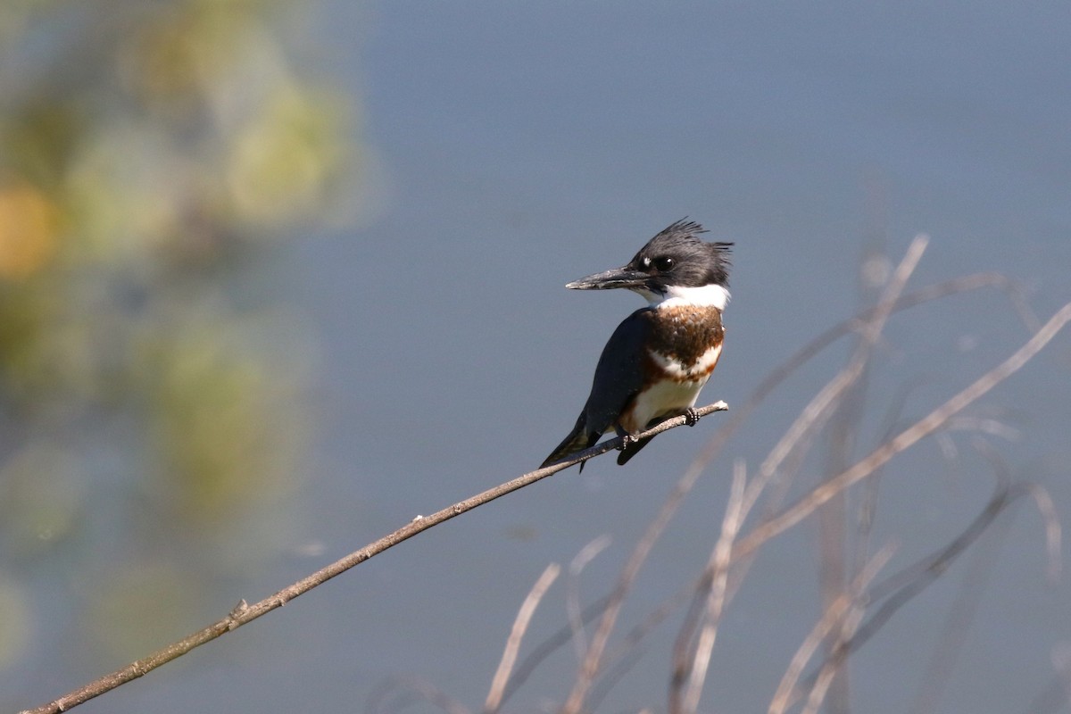 eBird Canada Checklist - 1 Sep 2022 - Sarnia--Suncor Nature Way - 7 species