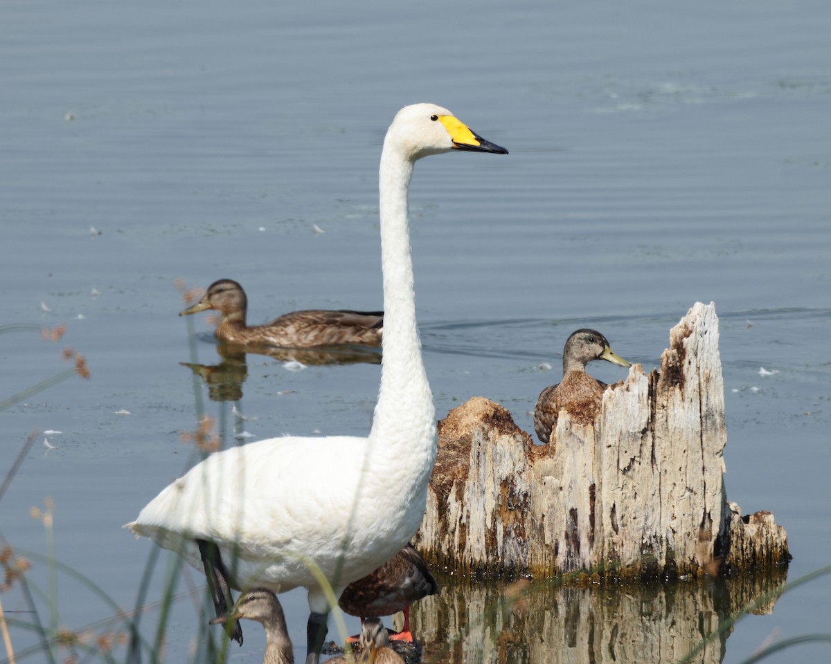 eBird Checklist - 1 Sep 2022 - Mallard Pond - 4 species